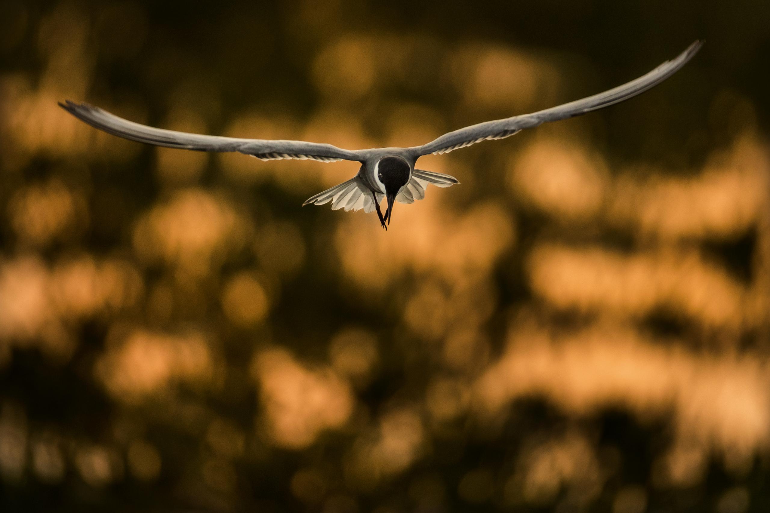 Jonas Classon - Sverige - Ambassadører - Focus Nordic - NO